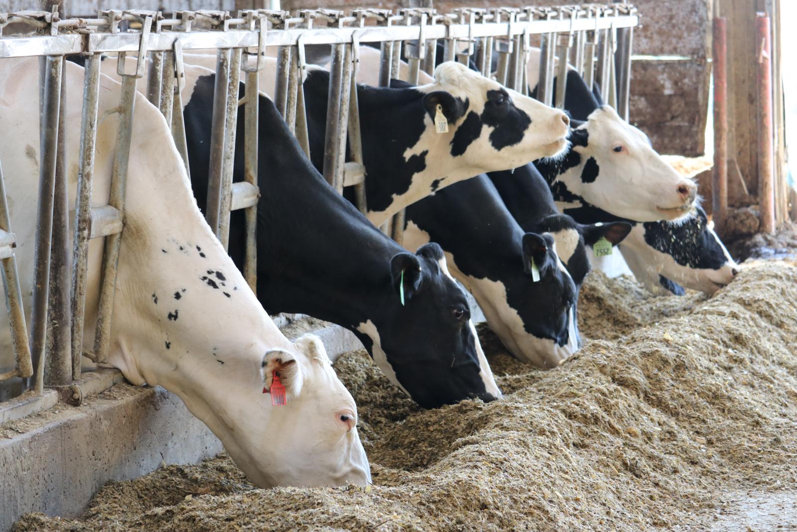 It’s Critical: Forage quality